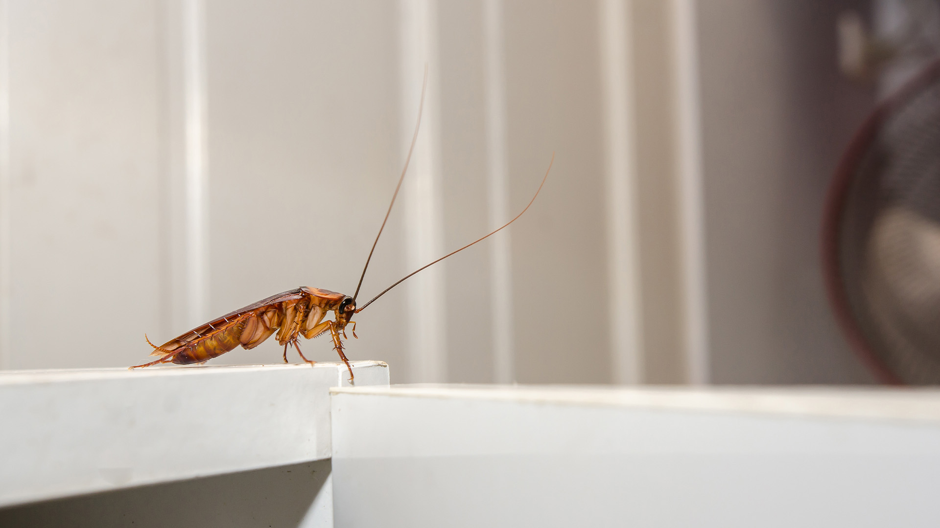 Why You Should Be Concerned About Light Brown Cockroaches